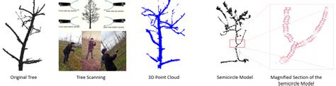 3d modeling of dormant trees