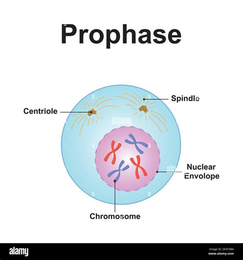 Scientific Designing Of Prophase The First Stage Of Mitosis Colorful