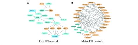 The Ppi Networks Of Yield Related Genes A The Ppi Network Of