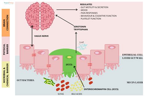 Gut Brain Connection And How It Affects Your Mood