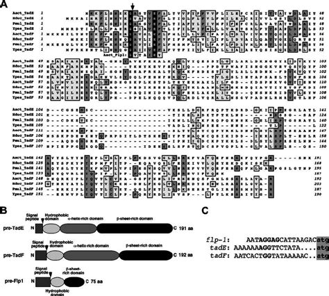 A Amino Acid Sequence Alignment Of A Actinomycetemcomitans Tade And