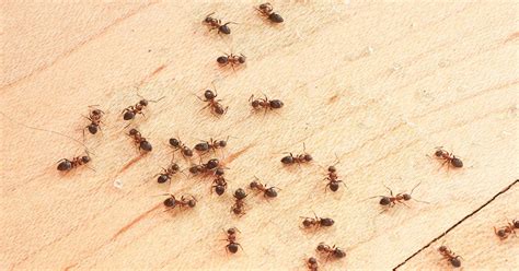 Common Pests In The Home Massey Services Inc