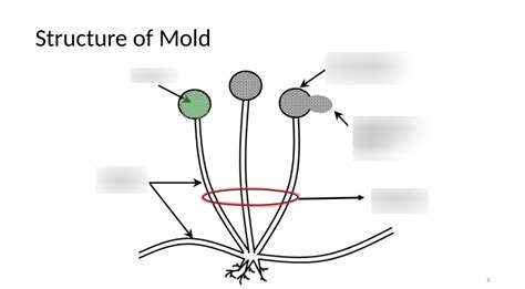 Kingdom Protista And Fungi Diagram Quizlet