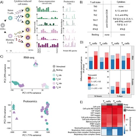 Tcr Cd28 Activation Induces Cell Type Specific Gene Expression Programs