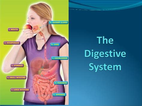 Definition Of Ingestion In Digestive System