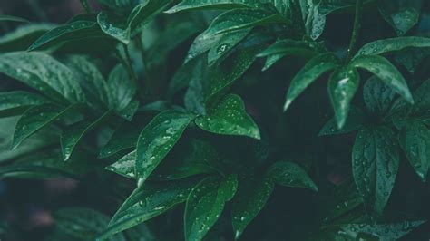 Green Plants Wallpapers Wallpaper Cave