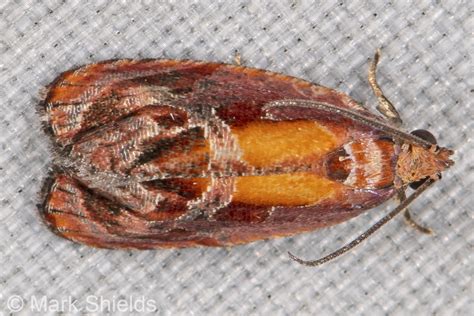 moths of north carolina