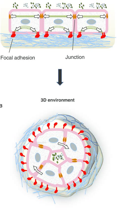 3d Environment Recapitulates In Vivo Niches A Cells On A Rigid