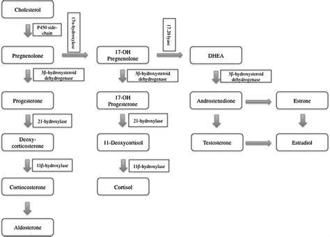 Diagnosis And Management Of Congenital Adrenal Hyperplasia Topics In