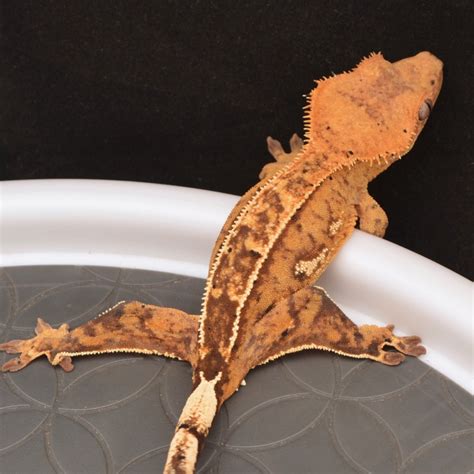 super soft scale crested gecko