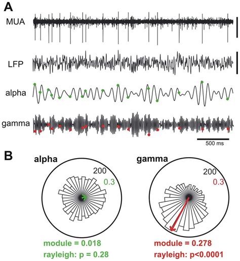Neurons Synchronize Preferentially To Gamma Activity In The Mpfc A