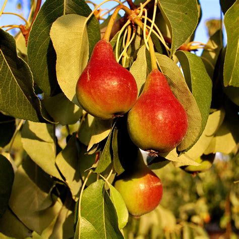 Moonglow Pear Pollination Chart