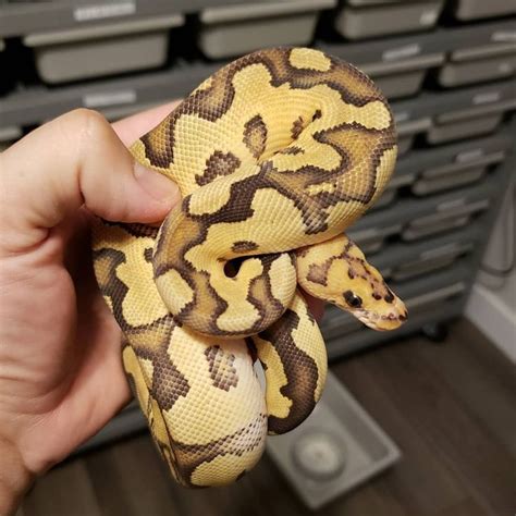 fire clown ball python ball python clown ball python ball python morphs