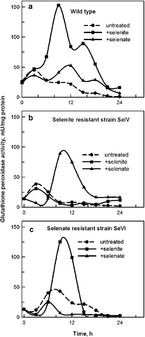 Glutathione Peroxidase Activity During The Cell Cycle Of Scenedesmus