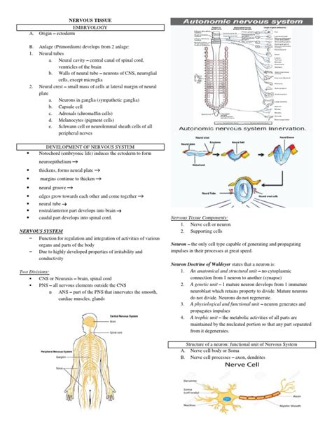 nervous tissue nervous system neuron the only cell type capable of