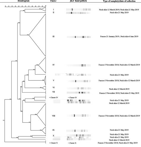 Dendrogram Showing The Assigned Clusters For Campylobacter Strains