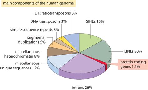 How Many Genes Are In A Genome Virus Encoding Dna Viral Replication
