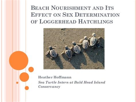 Beach Nourishment And Its Effect On Sex Determination Of Loggerhead H…