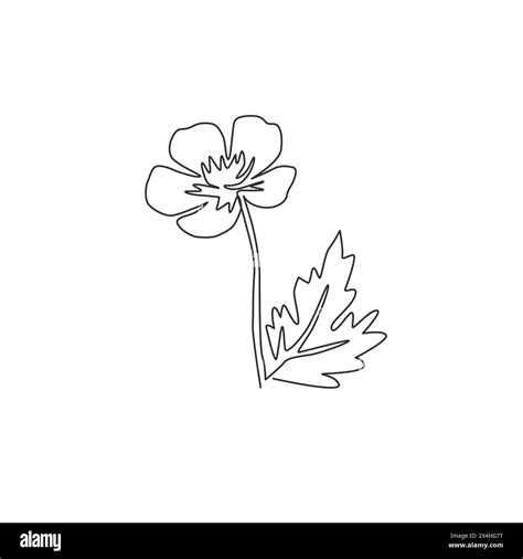 Single One Line Drawing Beauty Fresh Buttercup For Wall Decor Home