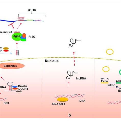 Biogenesis Of The Main Non Coding Rna Species A Mirnas Are