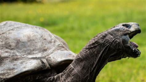 Worlds Oldest Turtle Jonathan Turns 190