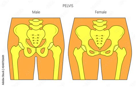 Vector Illustration Of A Human Pelvis Difference In Anatomy Of Male