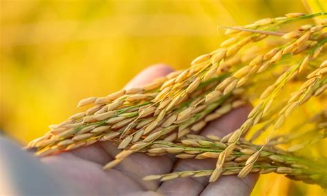 The History Of Rice From Ancient Grains To Modern Staple Fitpaa