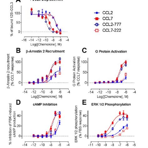 Binding And Activation Of Ccr1 By Ccl2 Ccl7 And Triple Swap Chimeras