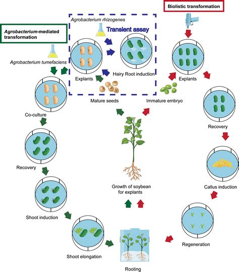 Frontiers Progress In Soybean Genetic Transformation Over The Last Decade