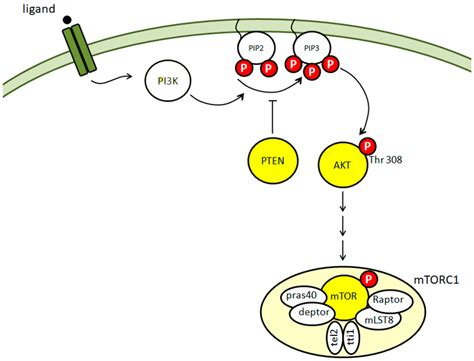Schematic Illustration Of The Mtor Signaling The Proteins Investigated