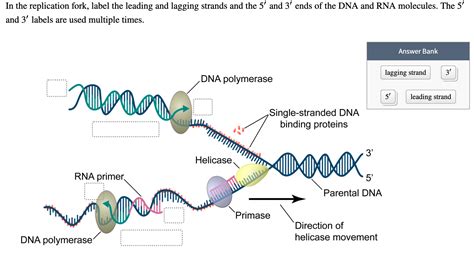Solved In The Replication Fork Label The Leading And
