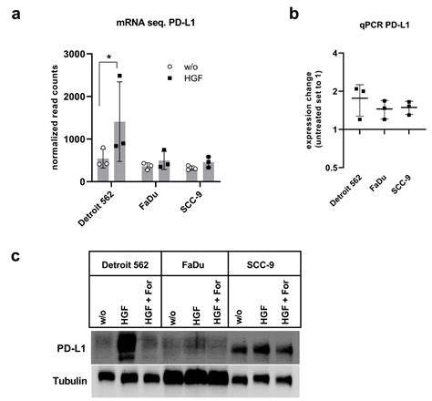 Ijms Free Full Text Hgf Induced Pd L1 Expression In Head And Neck