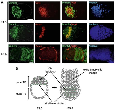 gata4 immunohistochemistry gene expression assay gxd