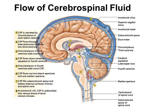 Which Of The Following Describes A Function Of Cerebrospinal Fluid