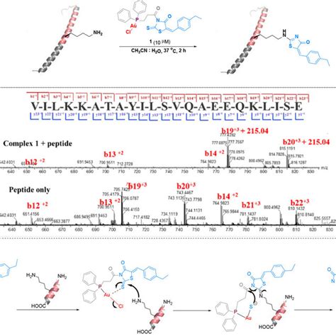N Acetyllysine Covalent Modification With Au I Mlac Reagent 1 A