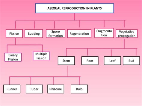 Asexual Reproduction In Plants