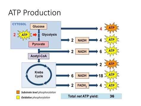 Anaerobic Respiration Stages