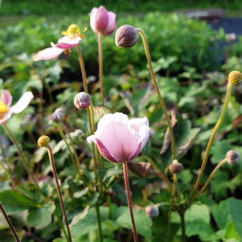 Anemone Rose Shades Lichtnelke Pflanzenversand
