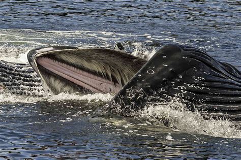12 Facts You May Not Know About Humpback Whales