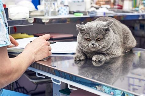 Will Male Cats Mate With Females Not In Heat