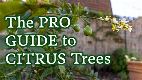 Everything You Need To Know About Pruning Fertilizing And Caring For
