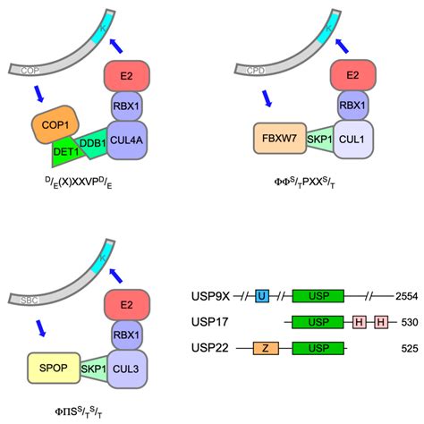 Ijms Free Full Text Ubiquitin Mediated Control Of Ets Transcription