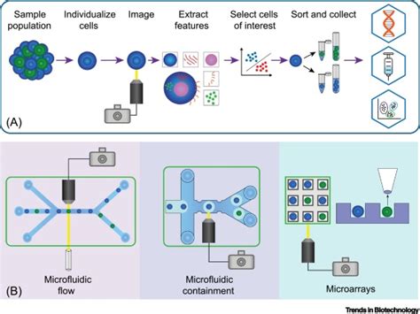 image based live cell sorting trends in biotechnology