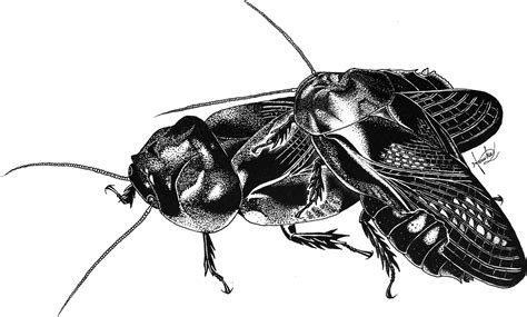 these cockroaches start eating each other after sex and not because