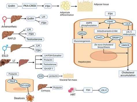 Frontiers The Hepatoprotective And Hepatotoxic Roles Of Sex 40 Off