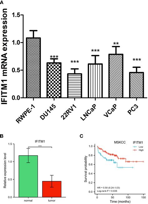 Frontiers Integrated Bioinformatics Analysis Of Ifitm1 As A