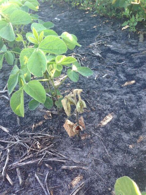 Seedling Diseases Soybean Disease Soybean Research And Information
