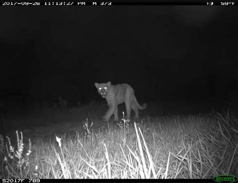 Map Of Cougar Sightings In Illinois Maps Model Online
