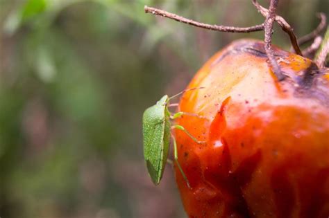 13 Common Garden Pests And How To Treat Them