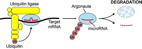 Breaking It Down How Cells Degrade Unwanted Micrornas Newsroom Ut